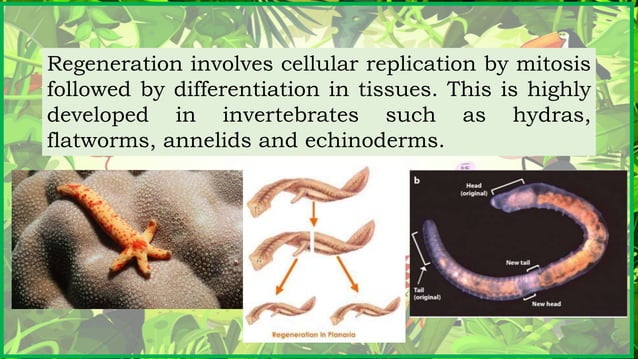 Animal-reproduction.powerpoint GEN BIO 2 | PPTX | Infertility ...