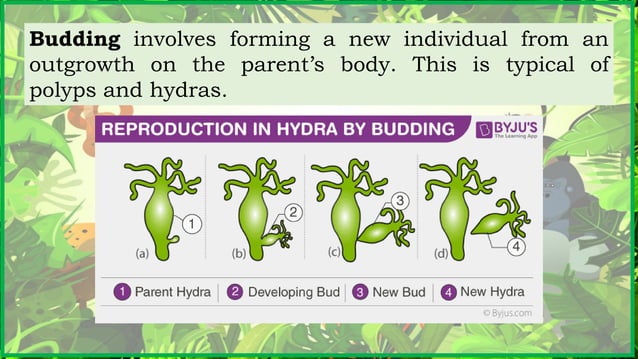 Animal-reproduction.powerpoint GEN BIO 2 | PPTX | Infertility ...