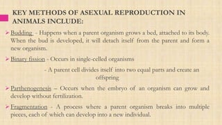 Animal-Reproduction and each type and functionpptx | PPT