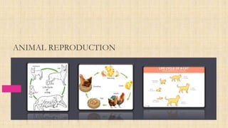 Animal-Reproduction and each type and functionpptx | PPT