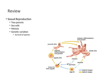Comprehensive Overview of Reproduction and Embryonic Development | PPT