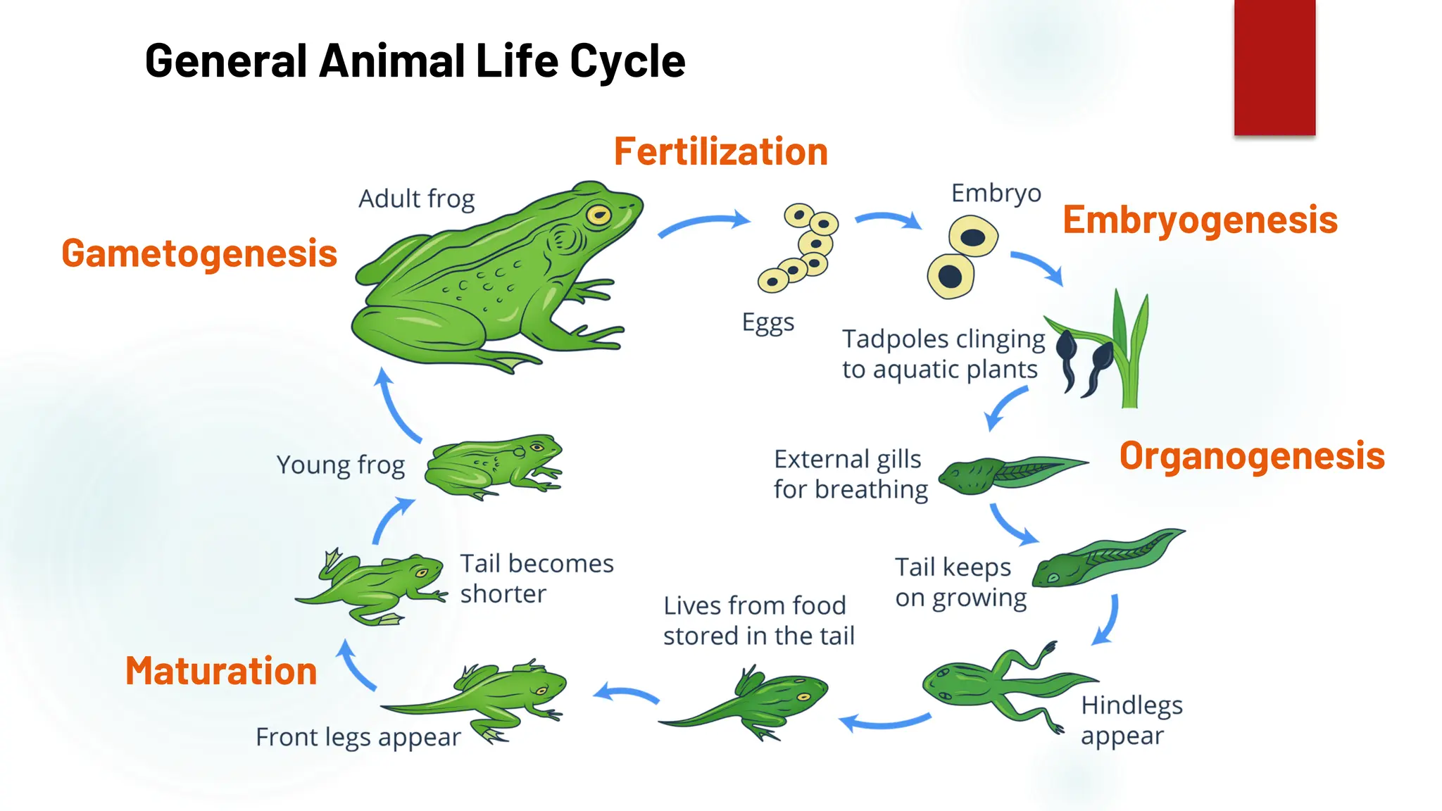 ANIMAL-REPRODUCTION (2).pdf general biol | PDF