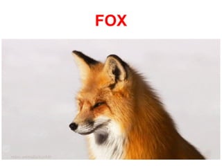 animal-riddles-flashcards for kids and children | PPTX