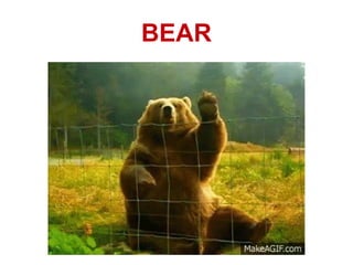 animal-riddles-flashcards for kids and children | PPTX