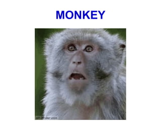 animal-riddles-flashcards for kids and children | PPTX