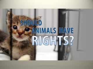 Animals Have Rights