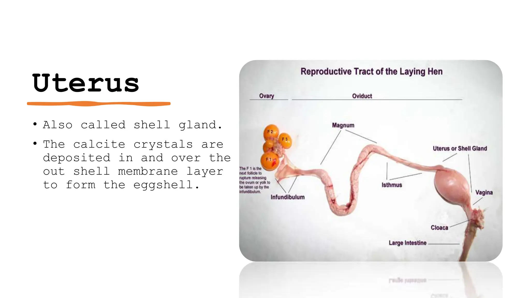 Animal-Science-1-1.pptx