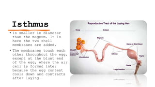 Animal-Science-1-1.pptx