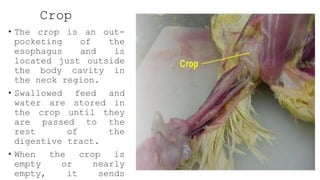 Animal-Science-1-1.pptx