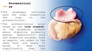 Animal-Science-1-1.pptx