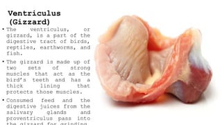 Animal-Science-1-1.pptx