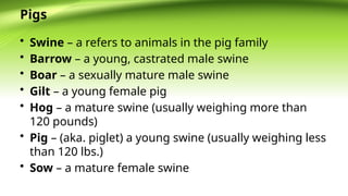 ANIMAL-SCIENCE-WEEK-2 terminologies in animal science | PPTX