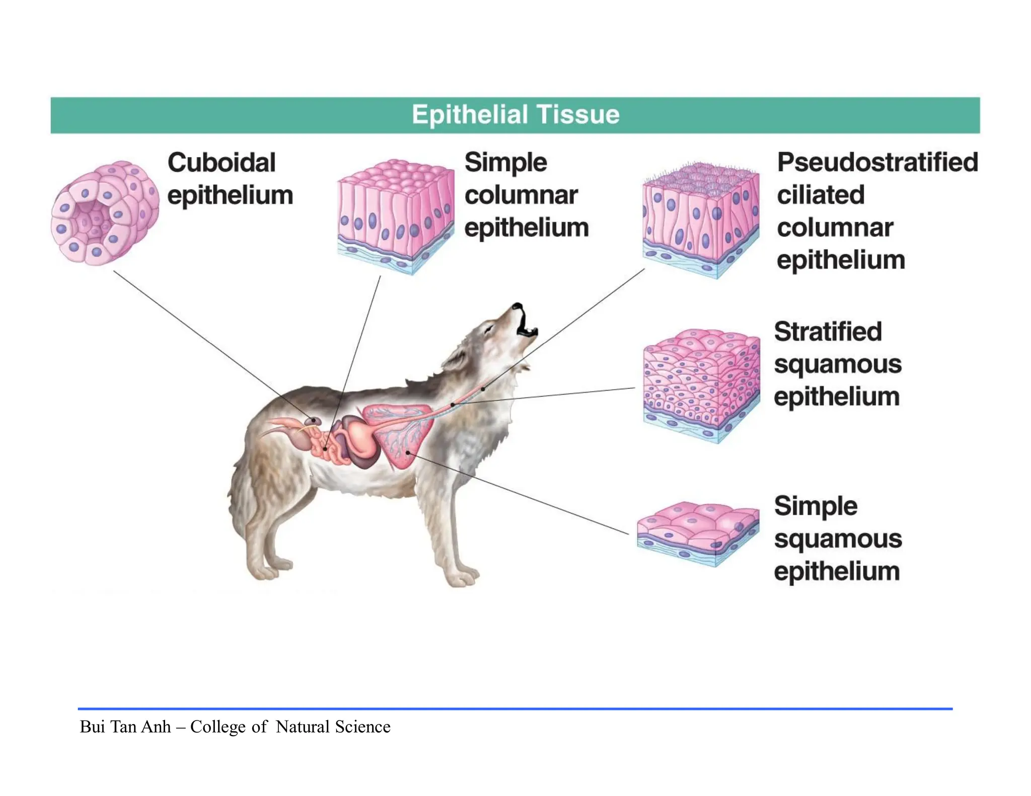 Animal Tissue Organ System powerpoint.pdf