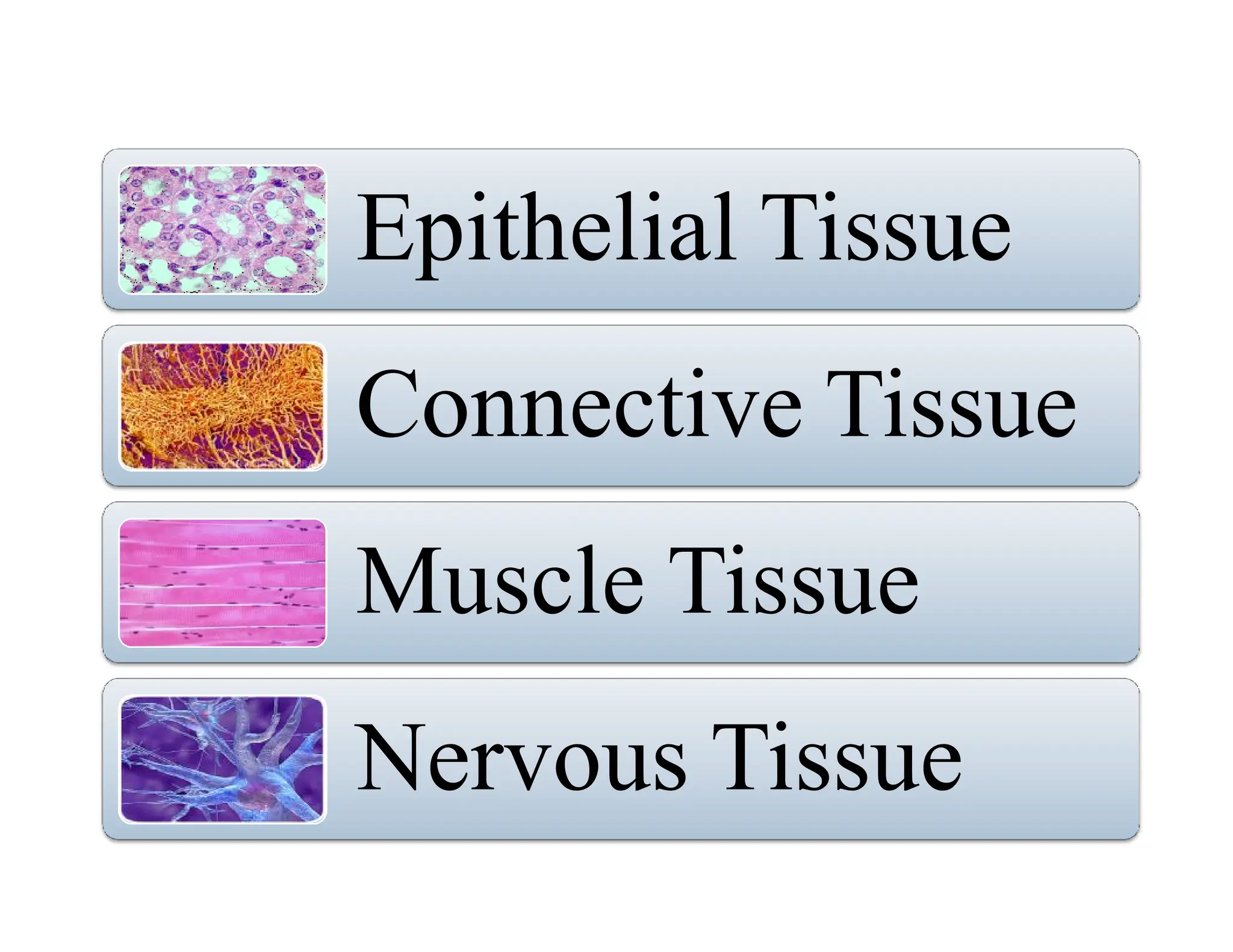 Animal Tissue Organ System powerpoint.pdf