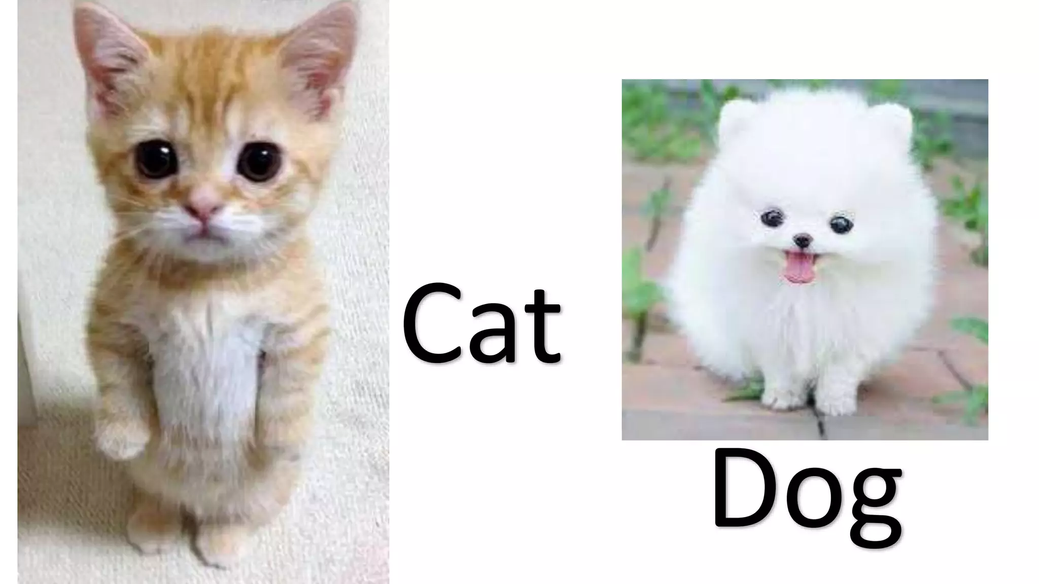 Animal vocabulary-flashcards-pronunciation-exercises-phonics-transla ...