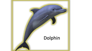 Animal vocabulary-flashcards-pronunciation-exercises-phonics-transla ...