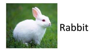 Animal vocabulary-flashcards-pronunciation-exercises-phonics-transla ...