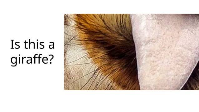 animal-zoom-game-yes-it-is-no-it-isnt-fun-activities-games-grammar-drills_120796.pptx