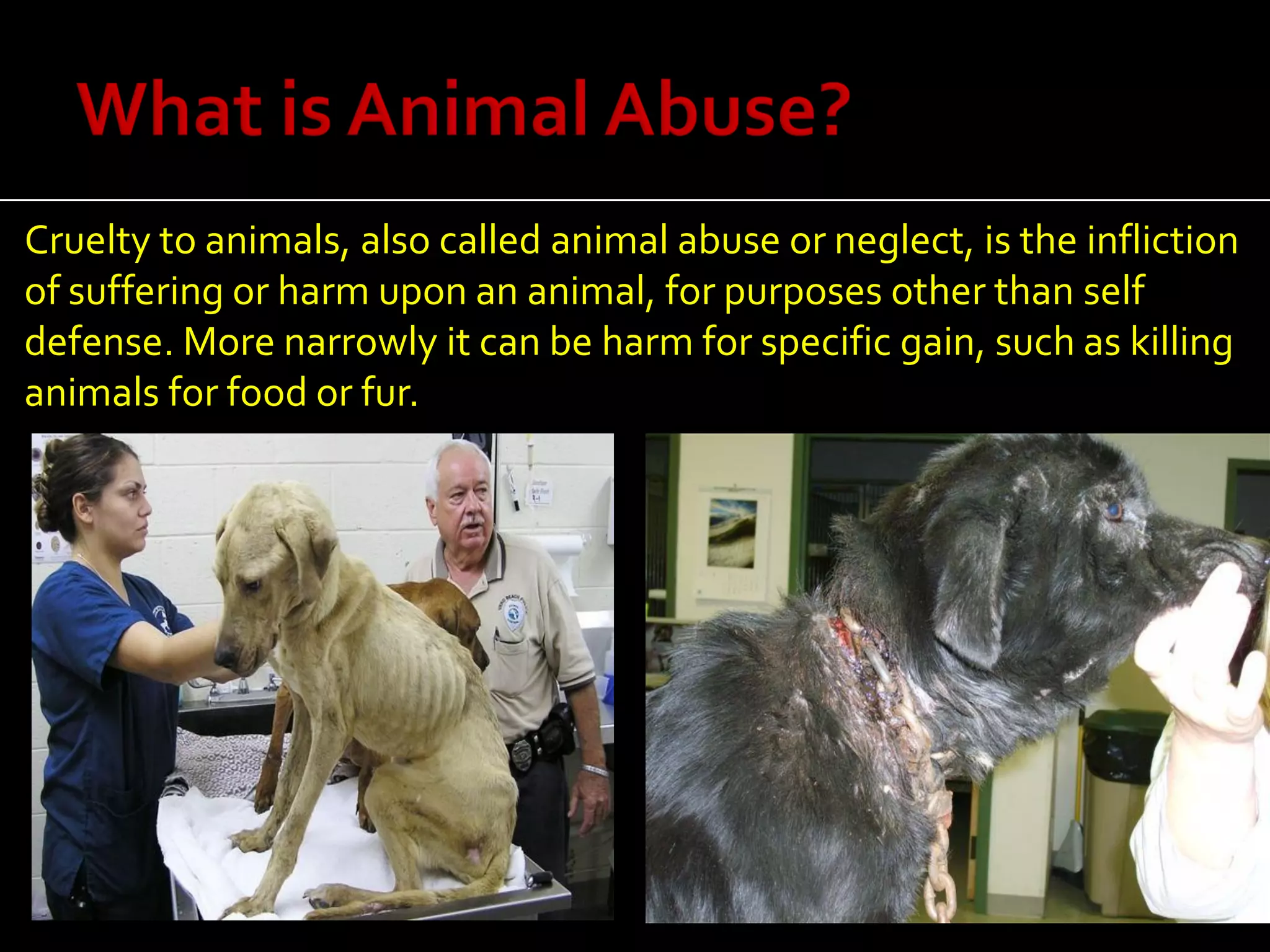 Animal abuse | PDF | Veterinary Medicine | Pets