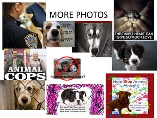 IB Exhibition Topic: Animal abuse-Rm 14 | PPTX