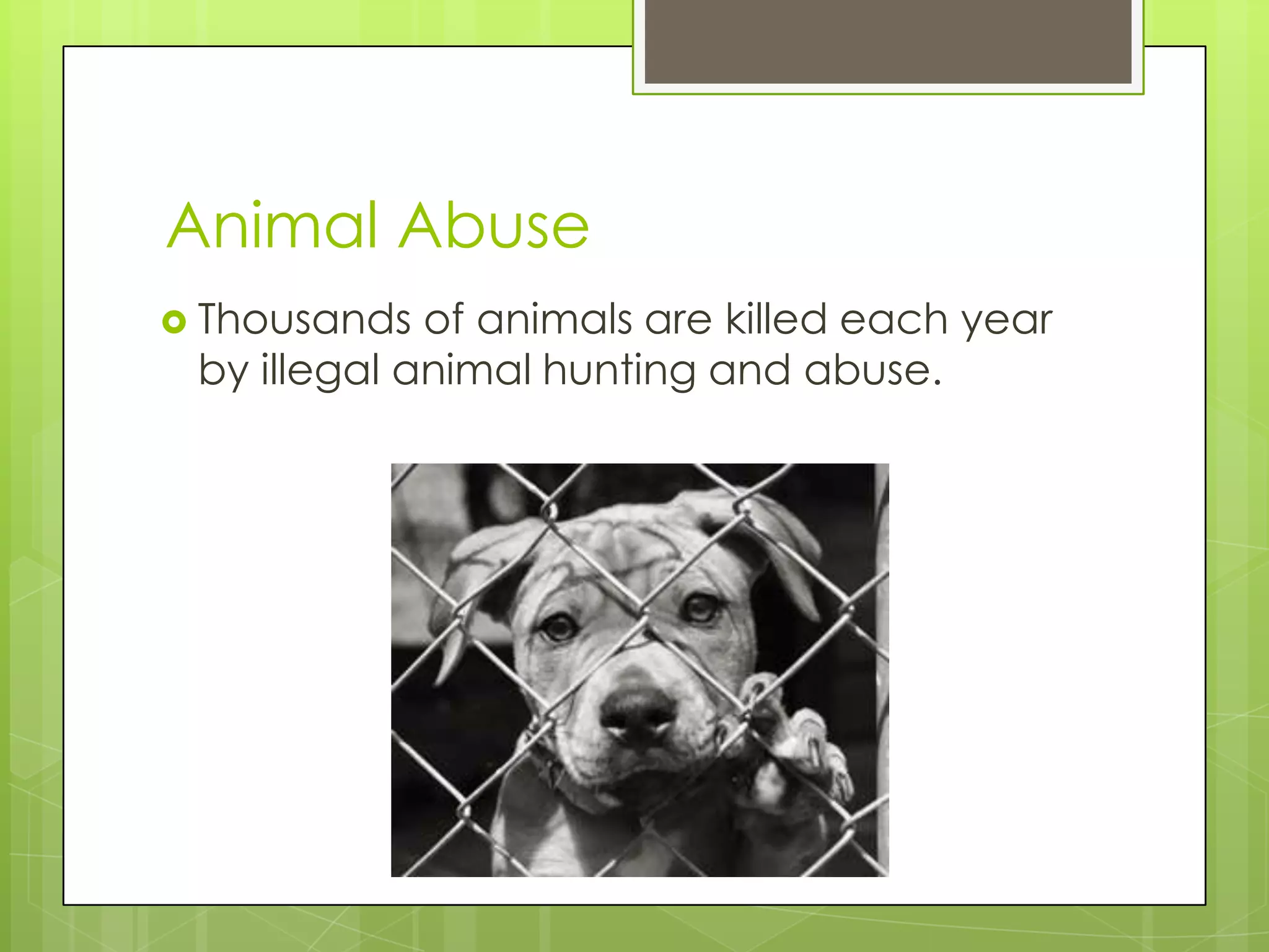 Animal abuse power point | PPTX