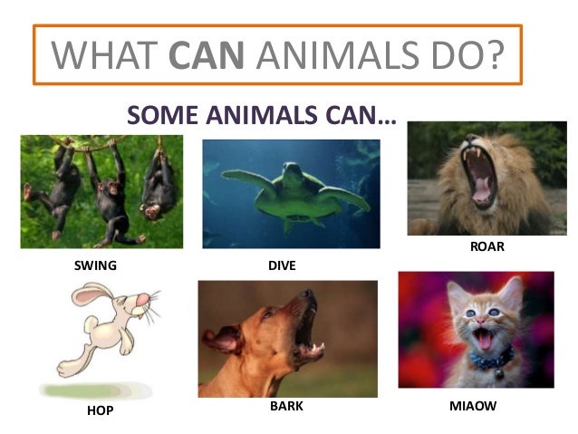 Animal actions y1