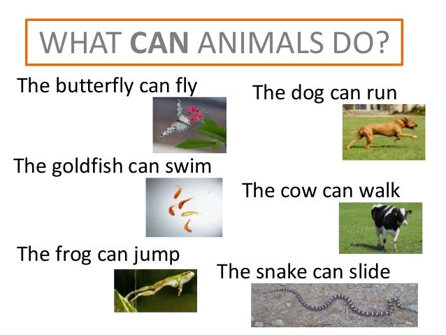 Animal actions y1
