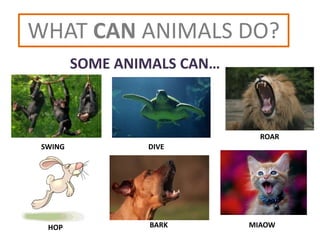 Animal actions | PPTX