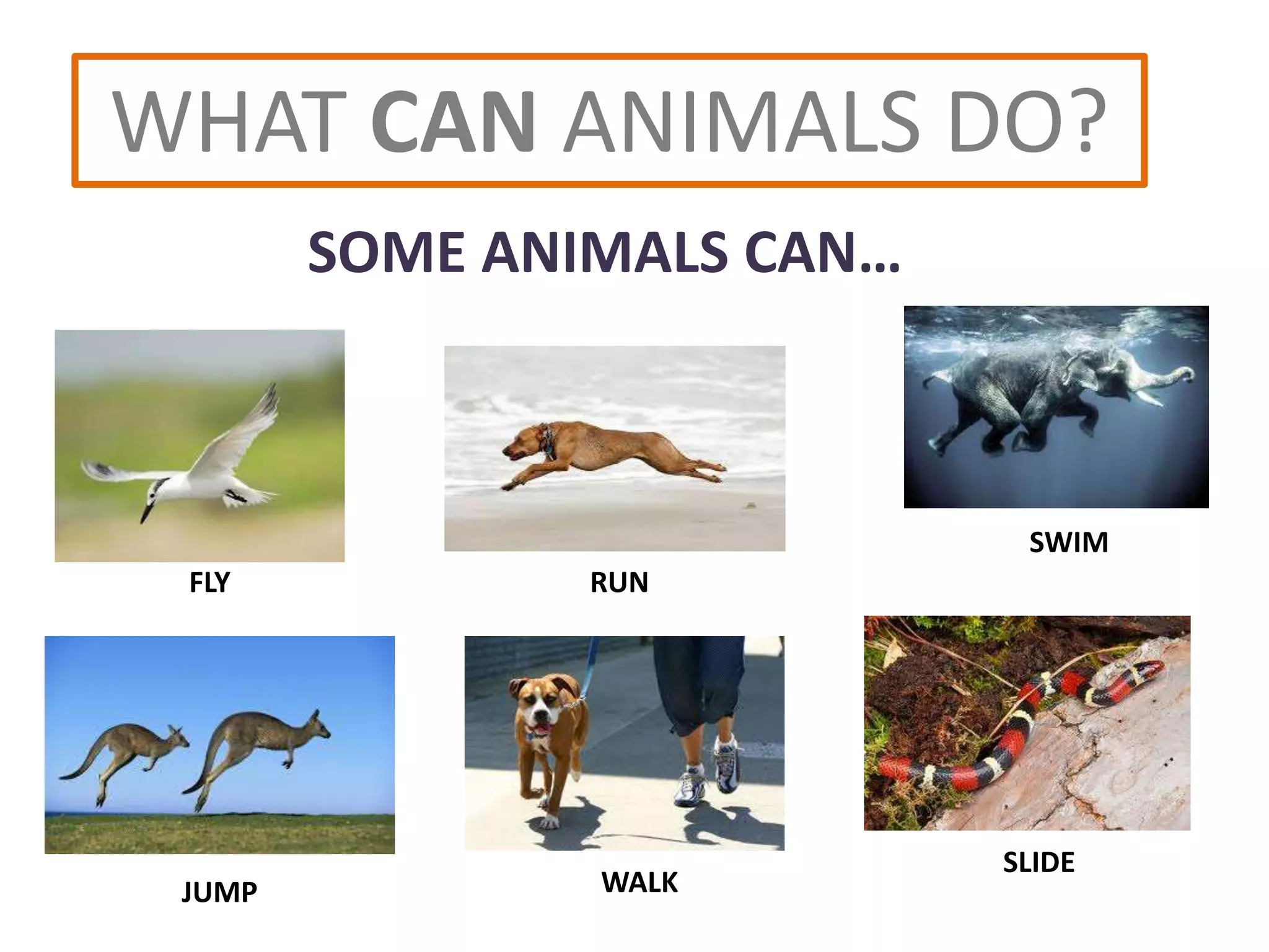Animal actions y1 | PPTX