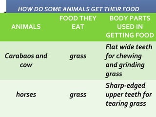 Animal adaptation | PPT