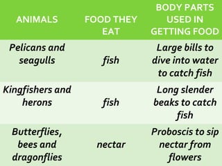 Animal adaptation | PPT