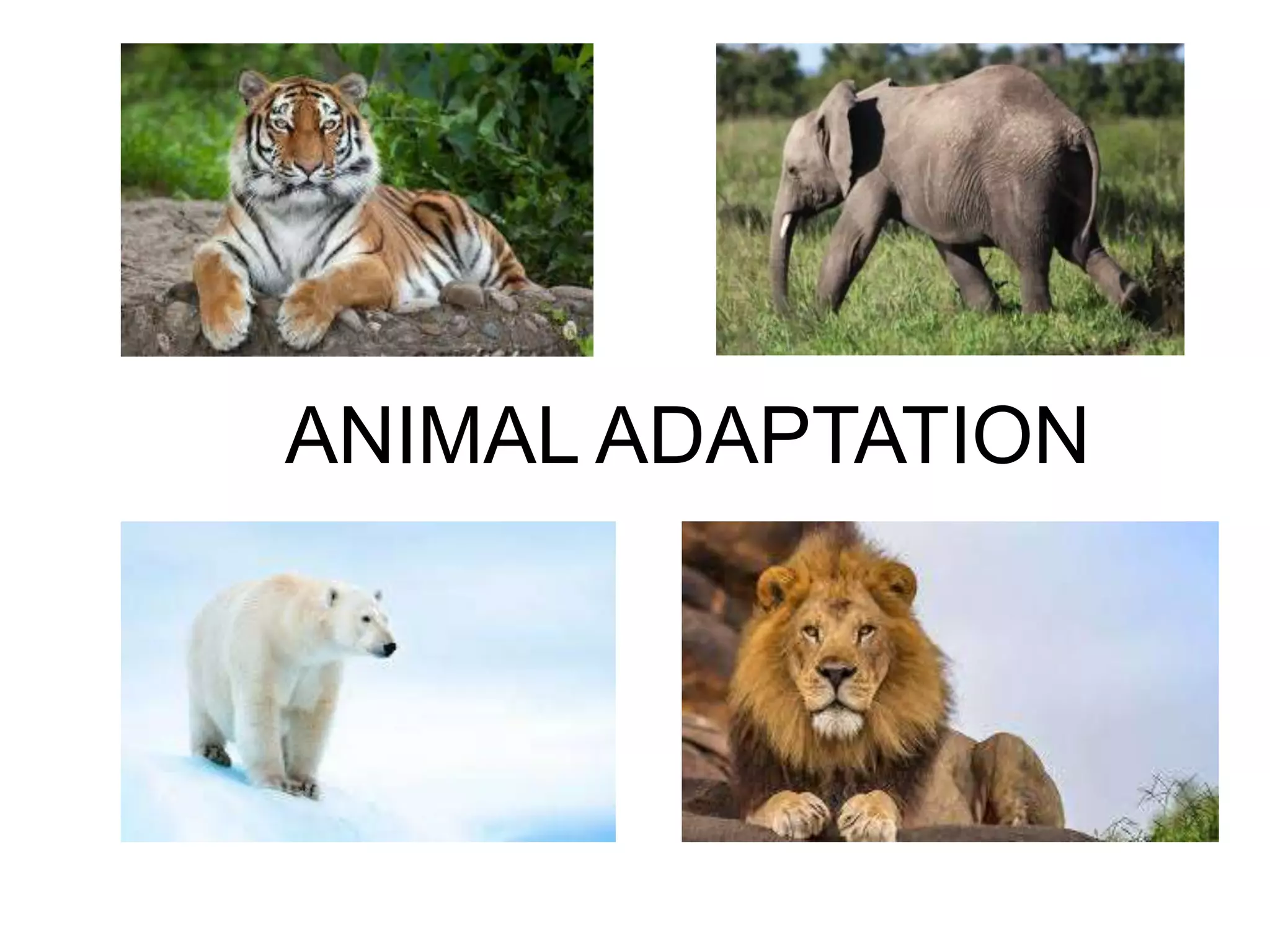 Animal adaptation | PPTX