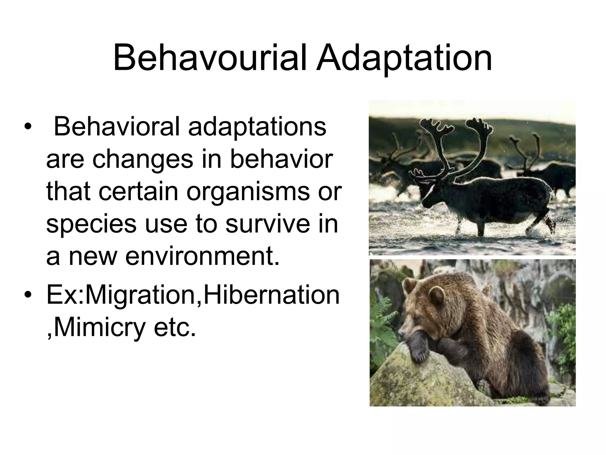 Animal adaptation | PPTX