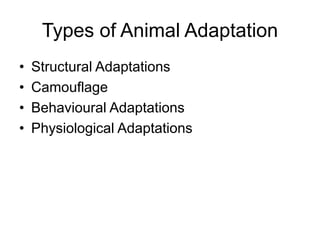 Animal adaptation | PPTX