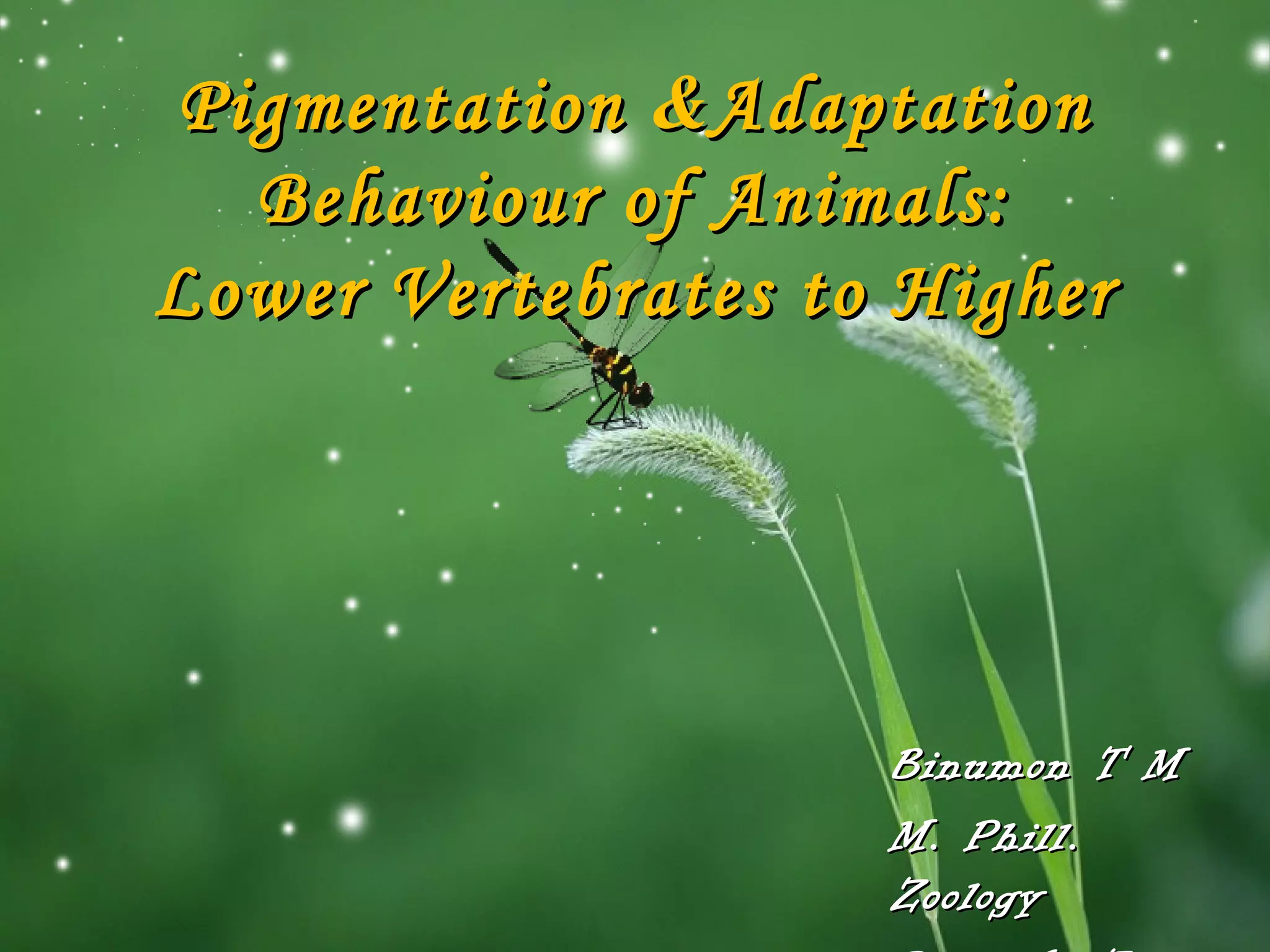 Animal adaptation and camouflage | PPT | Reptiles | Pets