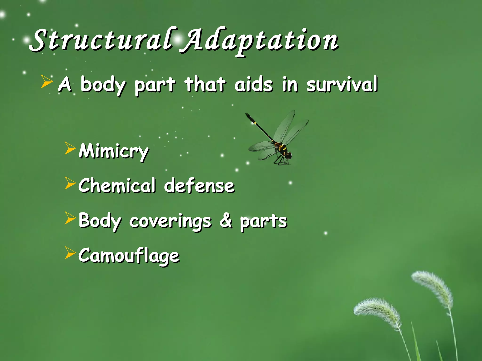 Animal adaptation and camouflage | PPT | Reptiles | Pets