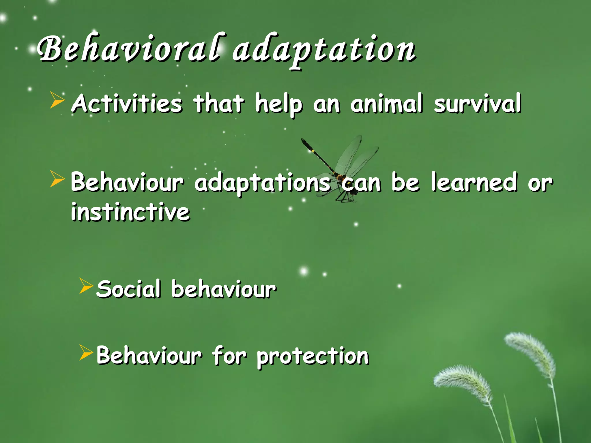 Animal adaptation and camouflage | PPT | Reptiles | Pets