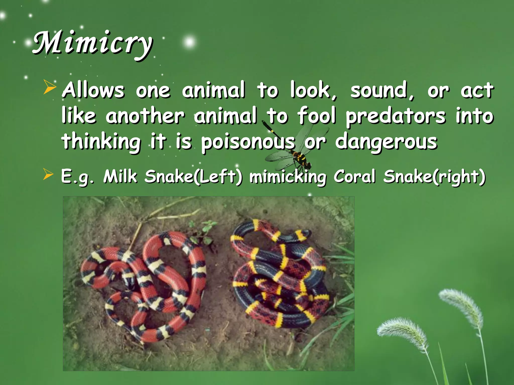 Animal adaptation and camouflage | PPT | Reptiles | Pets