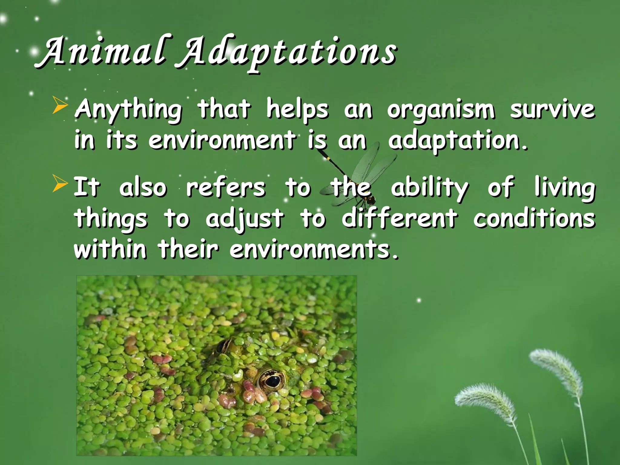 Animal adaptation and camouflage | PPT | Reptiles | Pets
