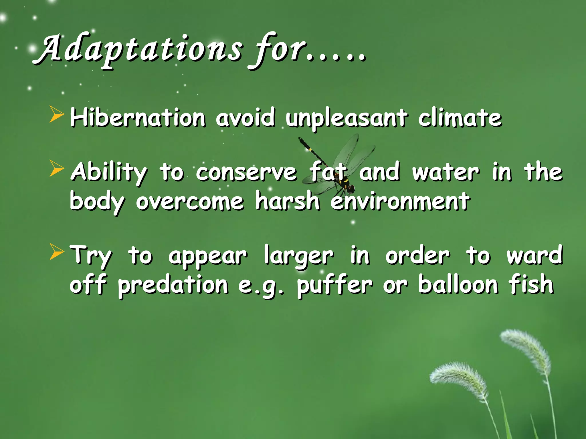 Animal adaptation and camouflage | PPT | Reptiles | Pets