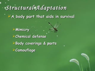 Animal adaptation and camouflage | PPT | Reptiles | Pets