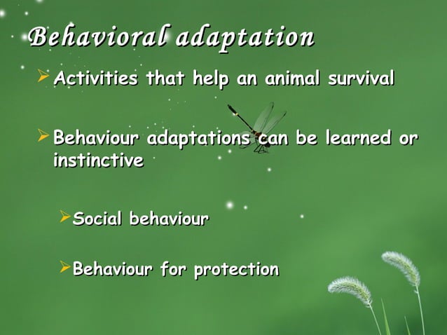 Animal adaptation and camouflage | PPT | Reptiles | Pets