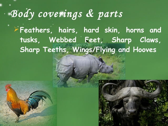 Animal adaptation and camouflage | PPT | Reptiles | Pets