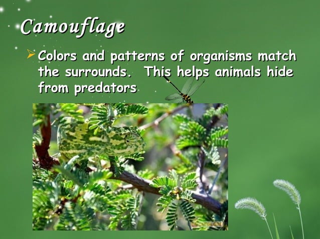 Animal adaptation and camouflage | PPT | Reptiles | Pets
