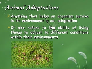 Animal adaptation and camouflage | PPT
