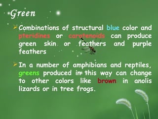 Animal adaptation and camouflage | PPT | Reptiles | Pets