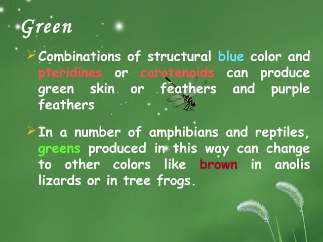 Animal adaptation and camouflage | PPT | Reptiles | Pets