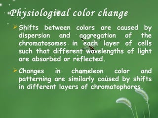 Animal adaptation and camouflage | PPT | Reptiles | Pets