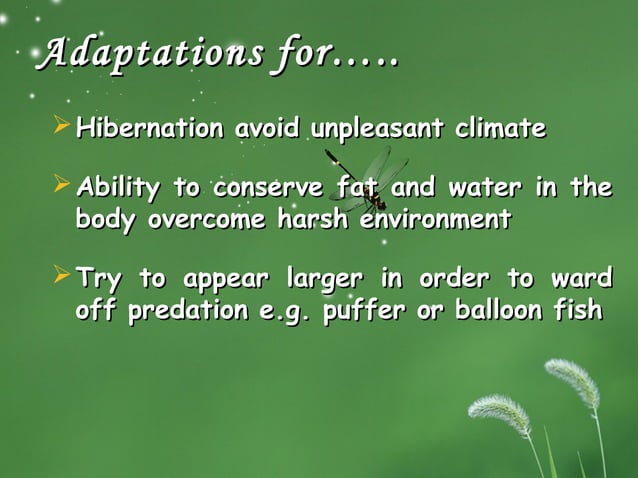 Animal adaptation and camouflage | PPT | Reptiles | Pets