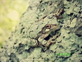 Animal adaptation and camouflage | PPT | Reptiles | Pets